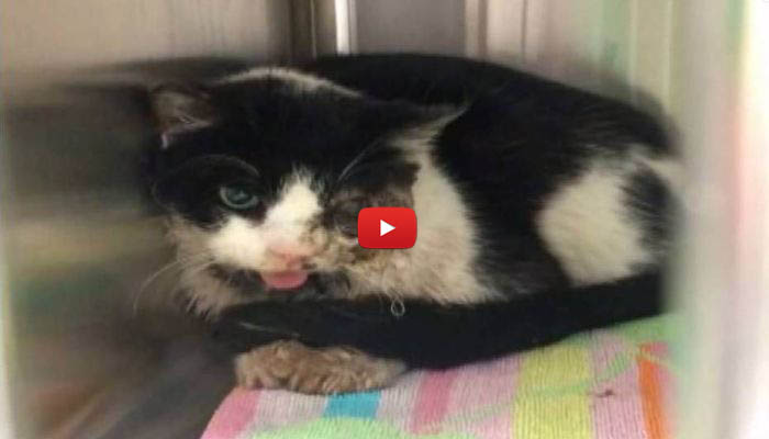 Bart, il gatto "zombie" che è resuscitato dopo la sepoltura