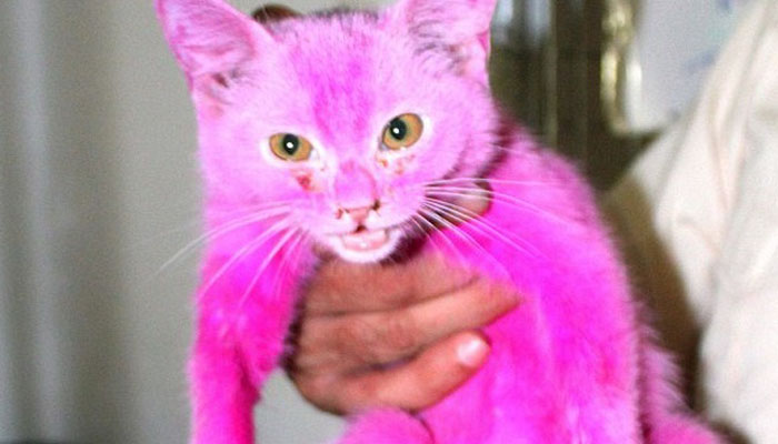 Pinky, la gattina tinta di rosa salvata al mercato