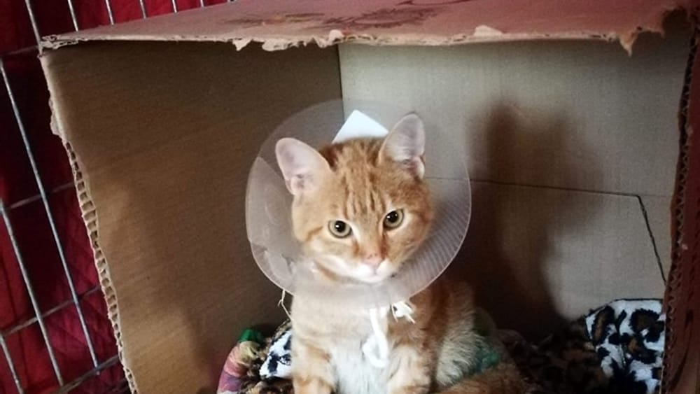Ecco la bellissima storia del gatto Tigro